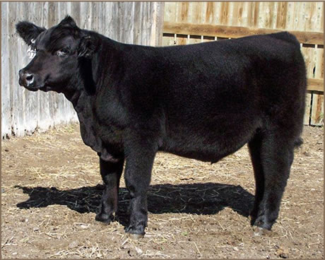 Gillespie Show Cattle Steers